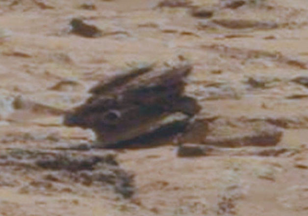 'Alien Drone' seen on Mars this time (Watch Video) | Blah News – India TV