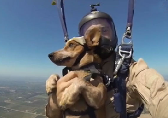 Simply amazing! Dog skydives with owner from 13000 feet | Mouthful News ...