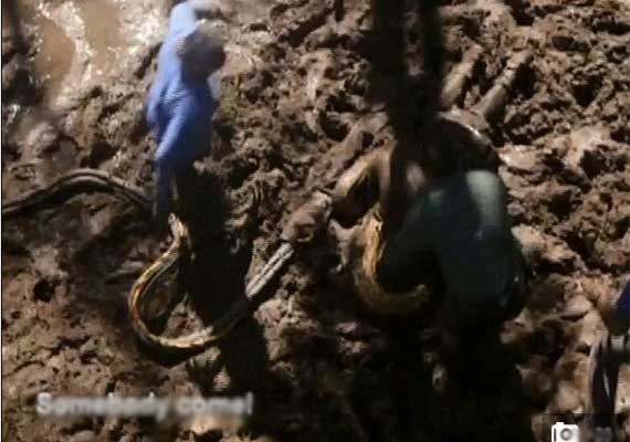 What a fail! Man tries to get swallowed by Anaconda alive | Life News ...