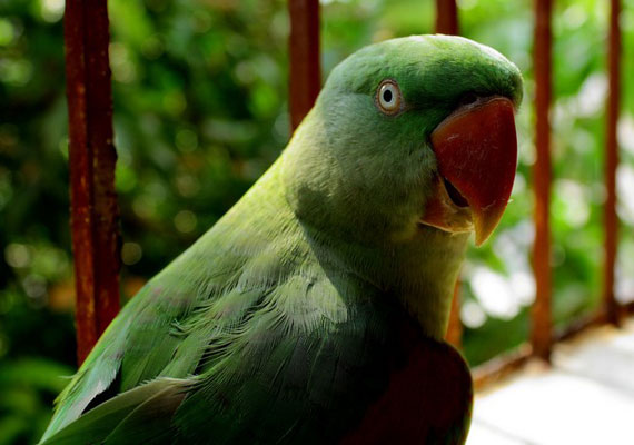 Bizarre: Pet parrot in Agra solves murder mystery of its owner
