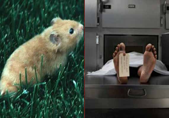 Rats eat up corpses lying in Delhi TB hospital morgue