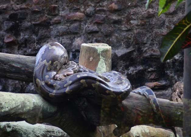 Top five attractions of Delhi's National Zoological Park | IndiaTV News ...