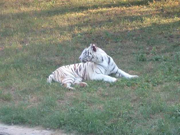Top five attractions of Delhi's National Zoological Park | IndiaTV News ...